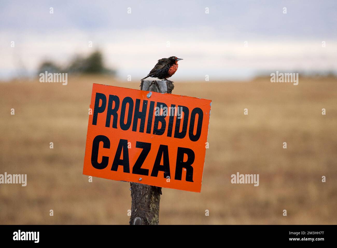 Zwartkopsoldatenspreeuw op bord; Long-tailed Meadowlark on sign Stock ...