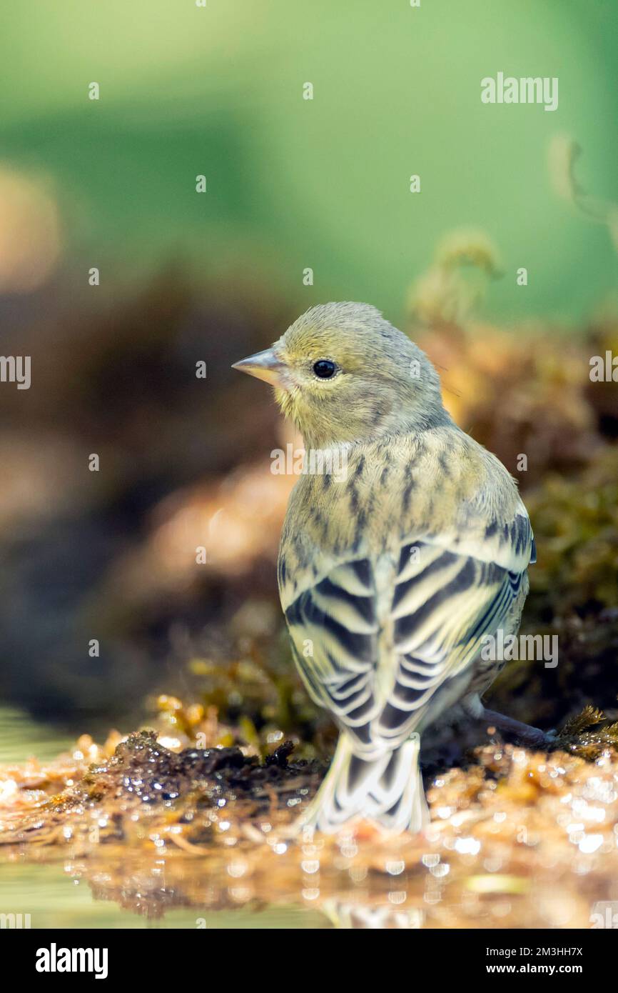 Citril Finch (Serinus citrinella) in Spanish pre-Pyrenees during summer ...