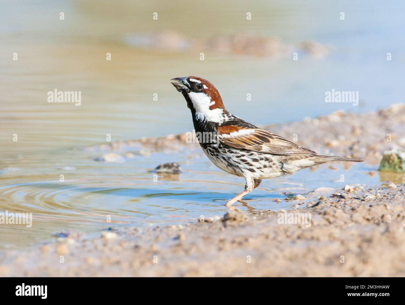 Spanish Sparrow (Passer hispaniolensis) male drinking from rainwater ...