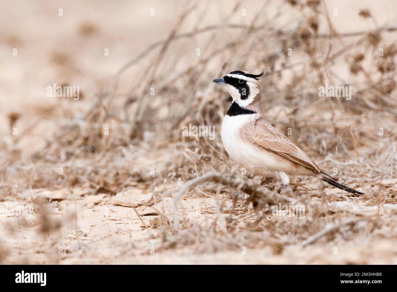 Adult Temminck's Lark (Eremophila bilopha) in the southern negev ...