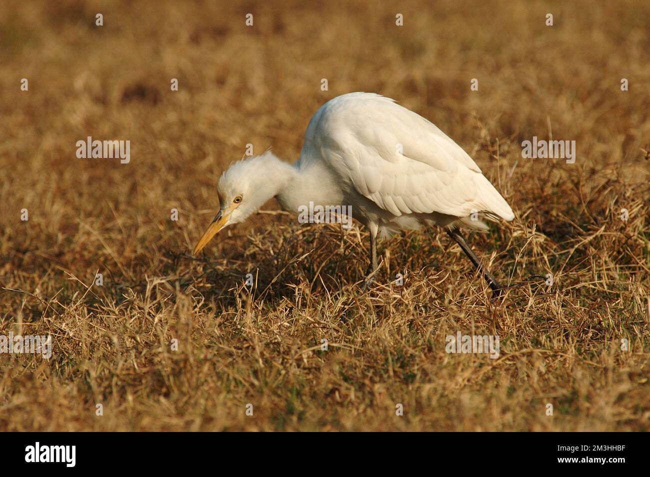 Cattle Egret foraging in grassland; Koereiger foeragerend in het gras ...