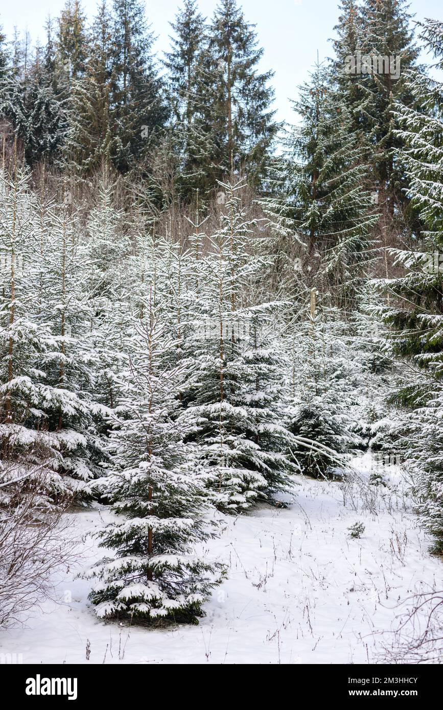 Beautiful winter green coniferous forest on the slopes of the mountains ...