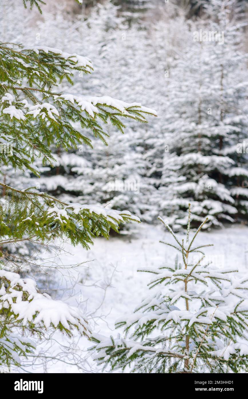 Beautiful winter green coniferous forest on the slopes of the mountains ...