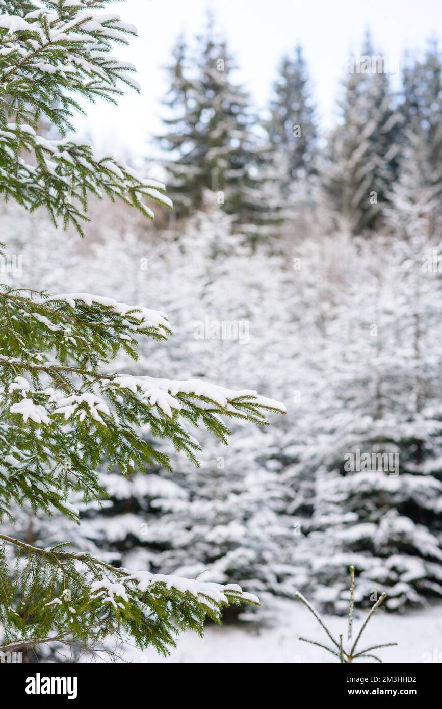 Beautiful winter green coniferous forest on the slopes of the mountains ...