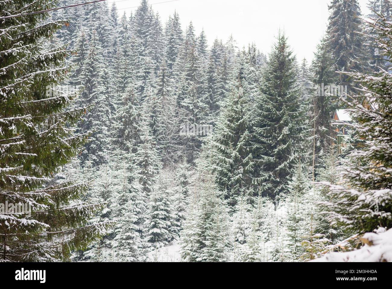 Beautiful winter green coniferous forest on the slopes of the mountains ...