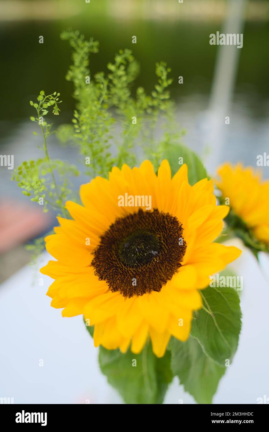 A vertical shot of a bright sunflower with blury background Stock Photo ...