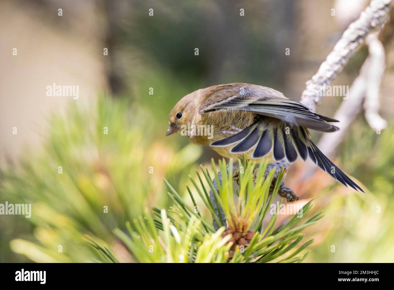 Citril Finch (Serinus citrinella) in Spanish pre-Pyrenees during summer ...