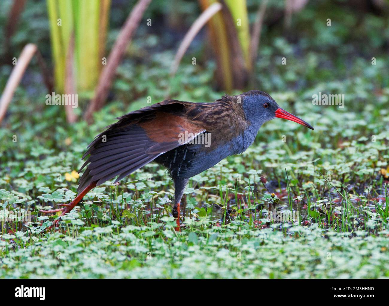 Bogotáwaterral in moerasgebied; Bogota Rail in wetland habitat Stock ...