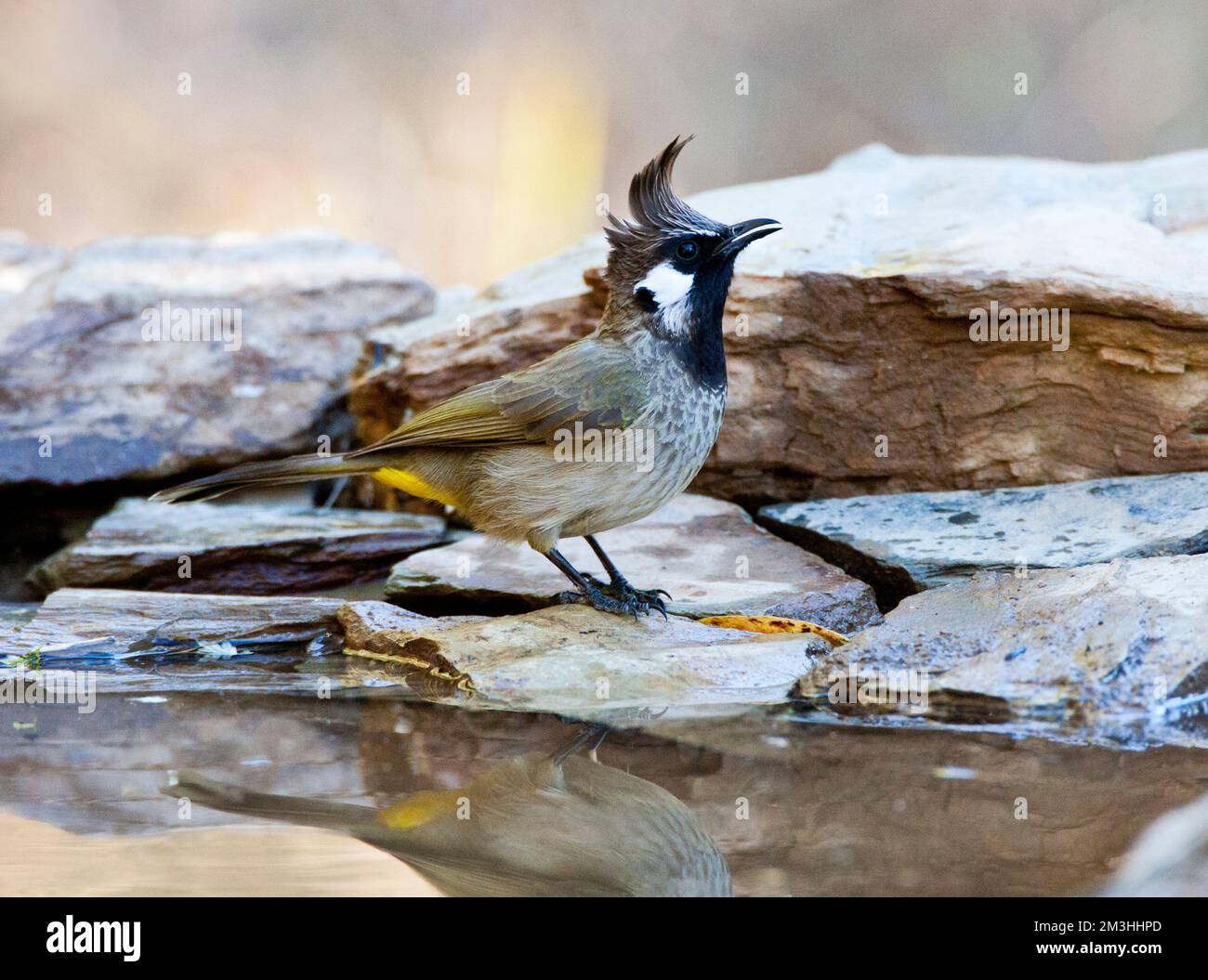 Himalaya Witoorbulbul, Himalayan Bulbul, Pycnonotus leucogenys Stock ...