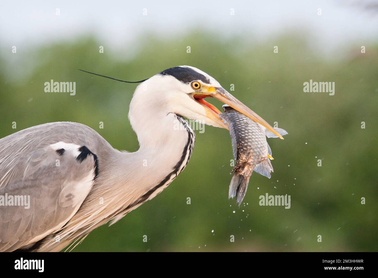 Blauwe Reiger met vis in bek; Grey Heron with fish in beak Stock Photo ...