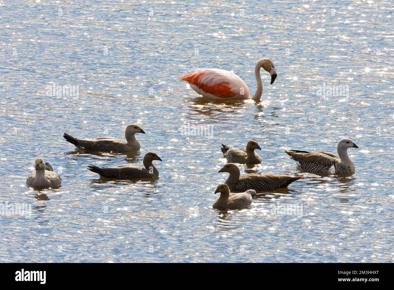 Chileense flamingo hi-res stock photography and images - Alamy