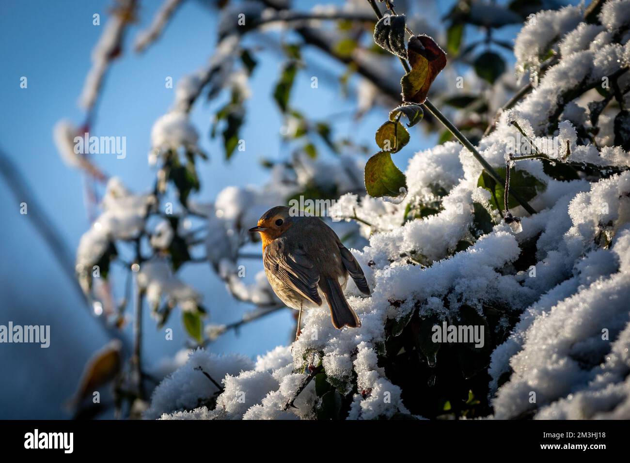 A Robin on a snow covered tree in a Sussex garden, with a shallow depth ...