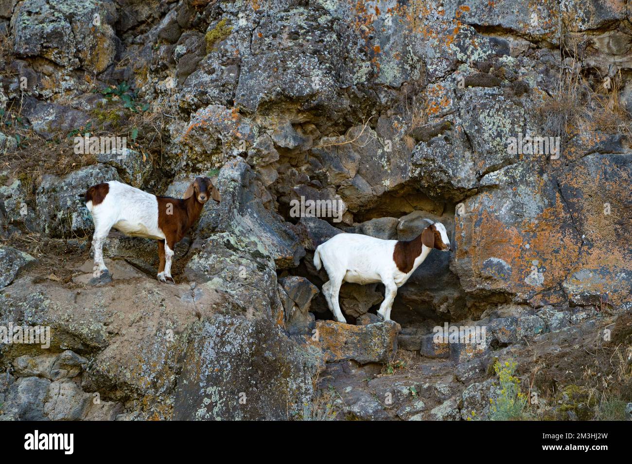 Two Feral Goats Cling to a Cliff near Twin Falls, Idaho Stock Photo - Alamy
