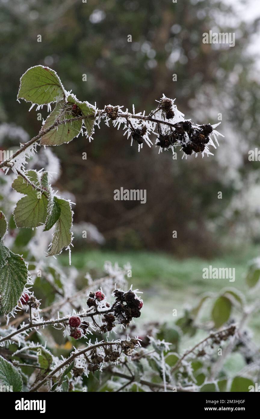 An icy bramble: blackberry bush (Rubus fruticosus) with leaves and ...