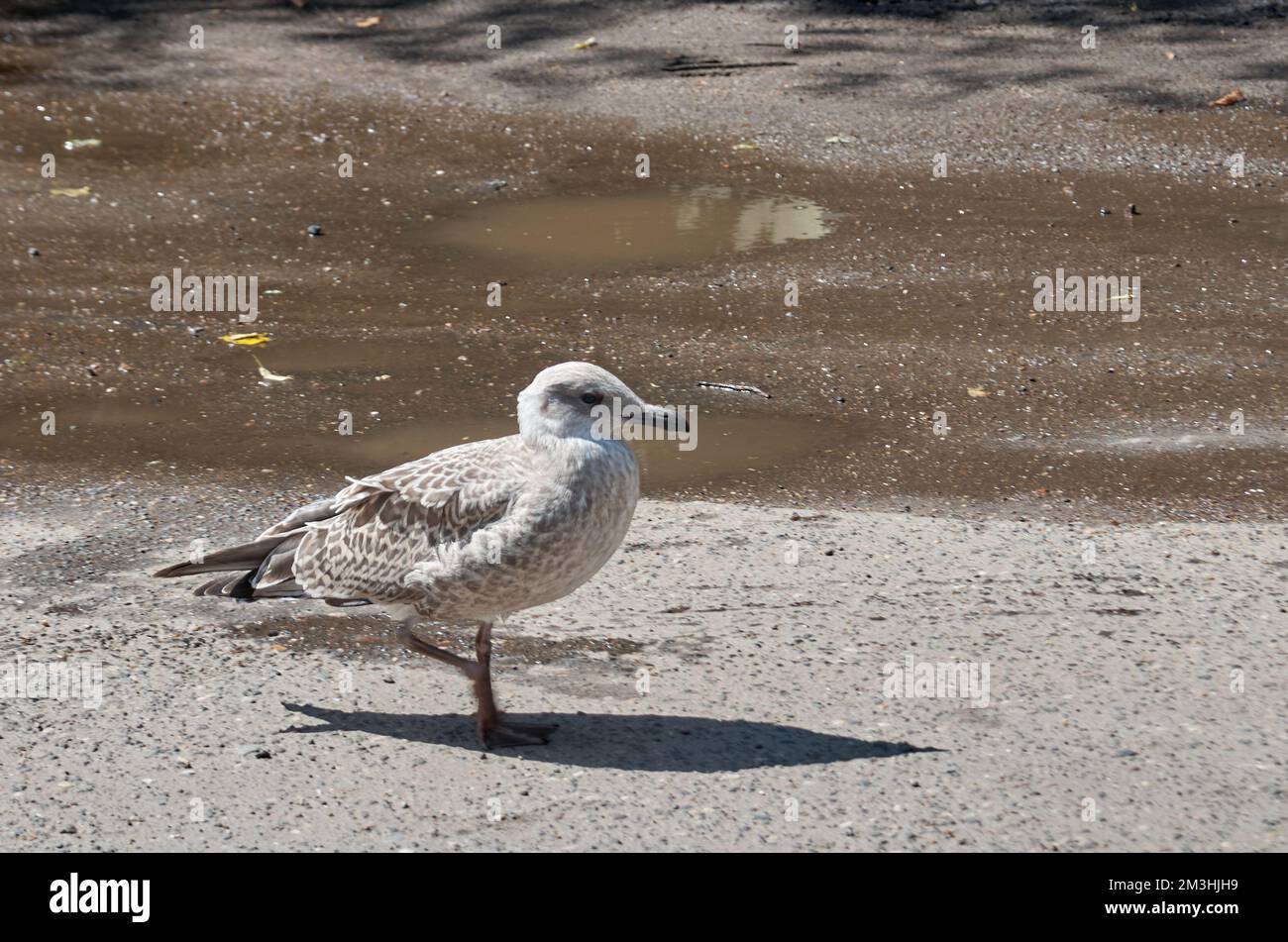 A motley gull walks along an asphalt road next to a puddle Stock Photo ...