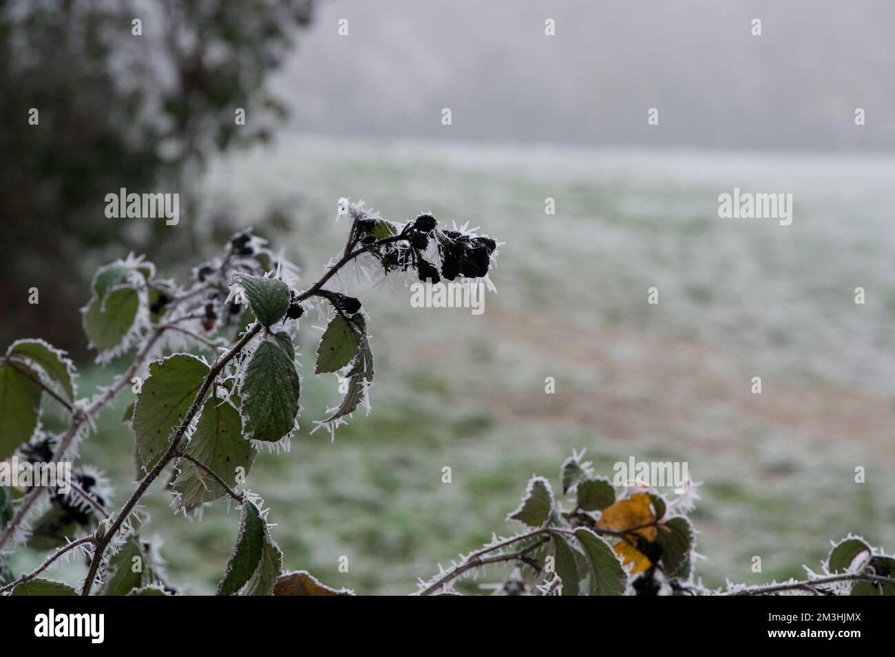 An icy bramble: blackberry bush (Rubus fruticosus) with leaves and berries covered in spiky ...
