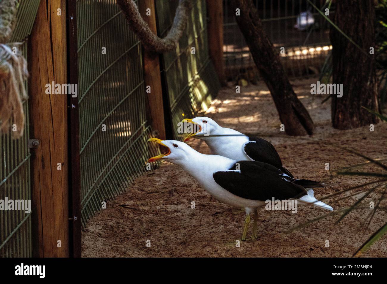 A pair of Kelp Gulls (Larus dominicanus) calling with open beak at a ...