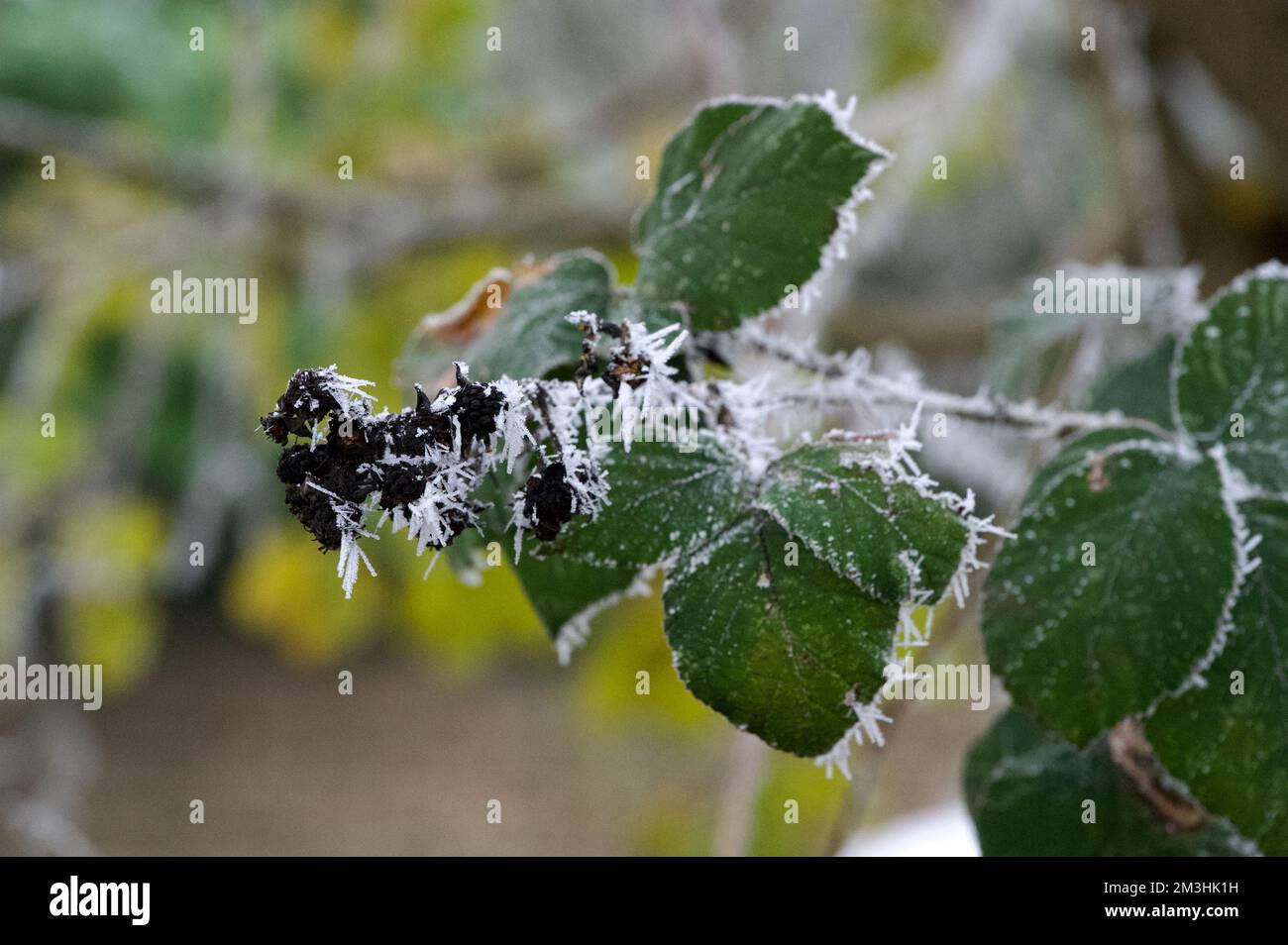 A branch of bramble: blackberry bush (Rubus fruticosus) with leaves and ...
