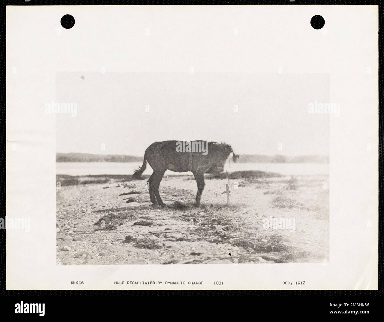 Mule decapitated by dynamite charge , Mules, Decapitations, Dynamite ...