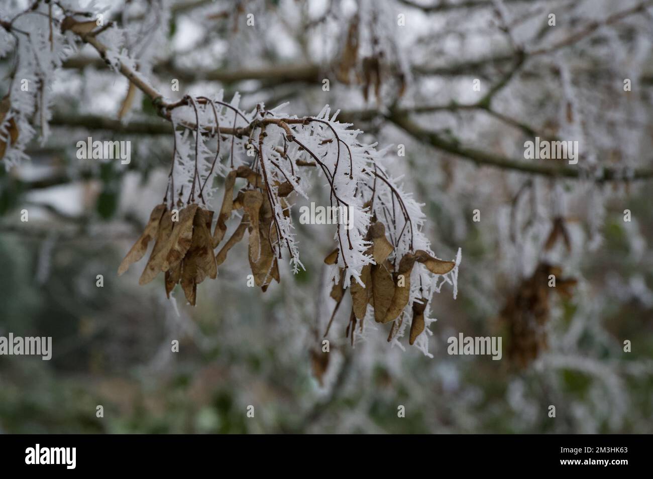 Crispy dead, brown sycamore leaves and seeds (fruit) in autumn / winter ...