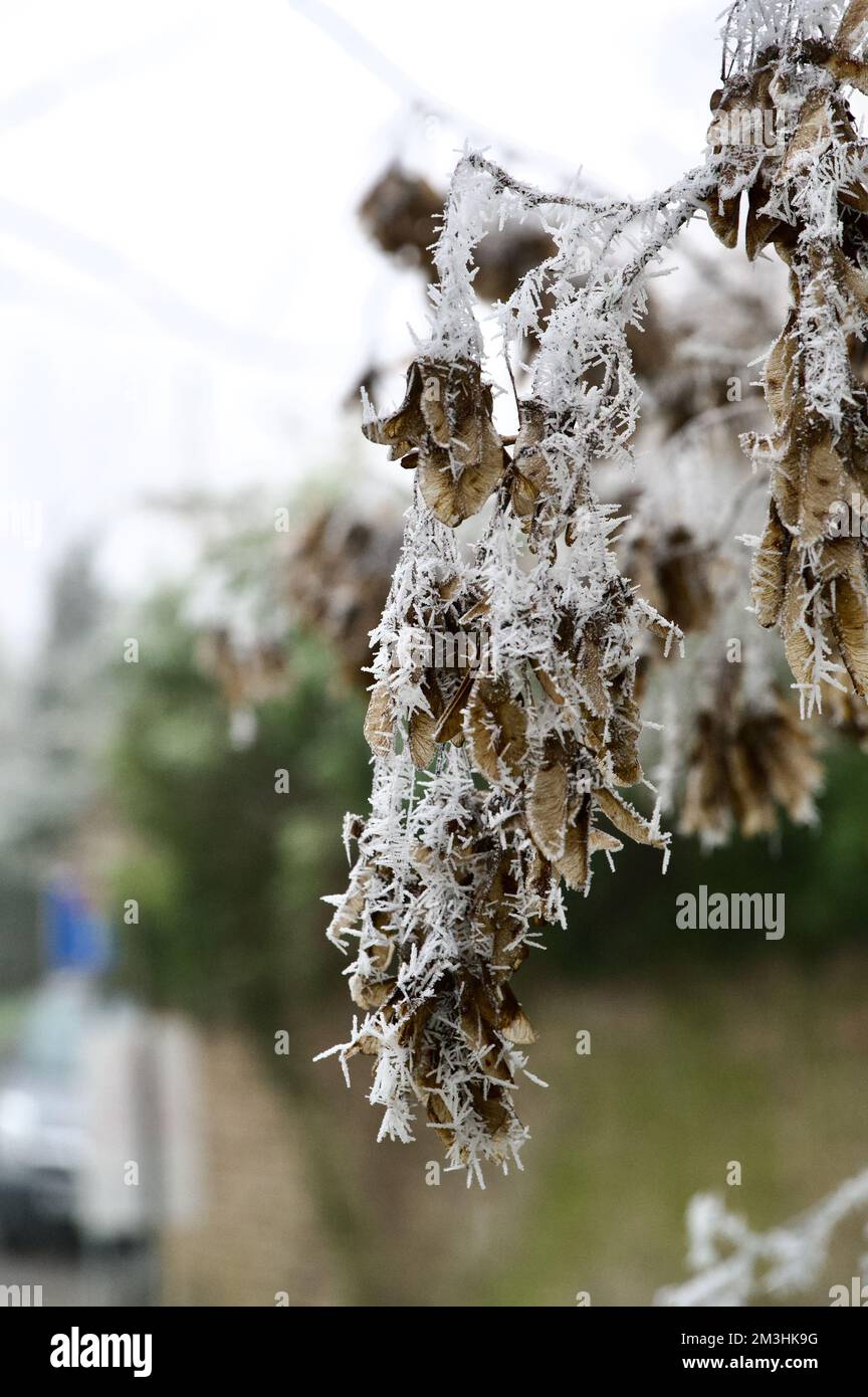 Crispy dead, brown sycamore leaves and seeds (fruit) in autumn / winter ...