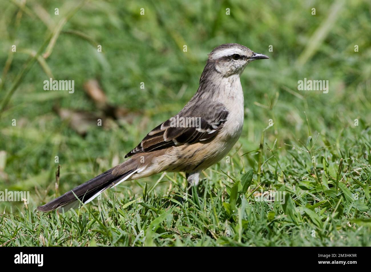 Camposspotlijster op de grond; Chalk-browed Mockingbird on the ground ...