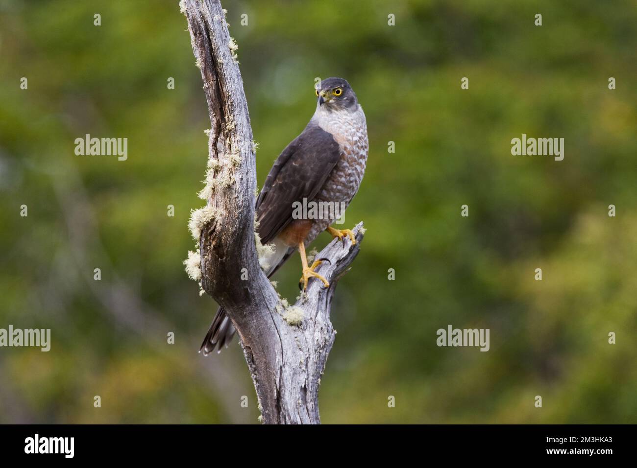 Chileense Sperwer zittend op tak; Chilean Hawk perched on a branch ...