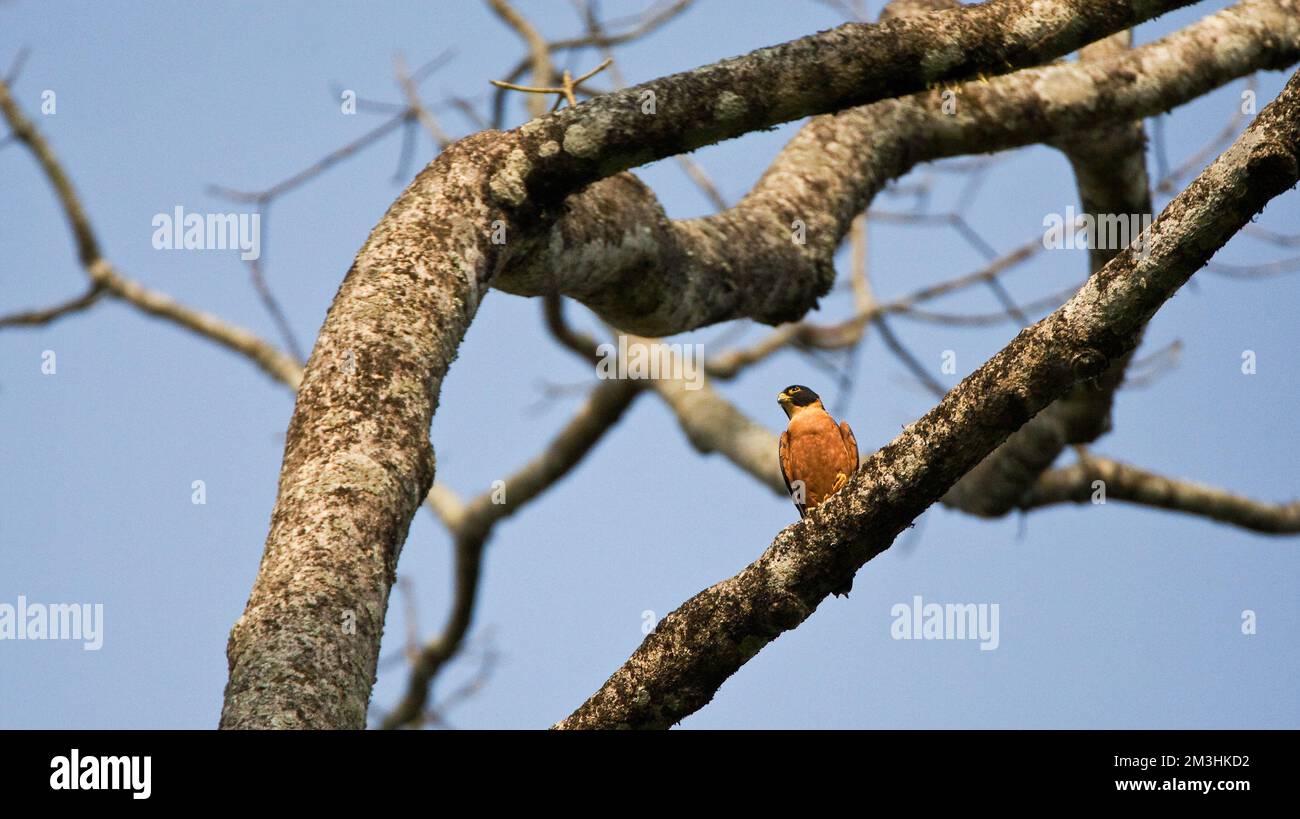 Oosterse Boomvalk, Oriental hobby, Falco severus Stock Photo - Alamy