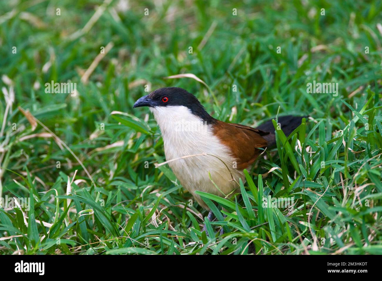 Senegalese animal hi-res stock photography and images - Alamy
