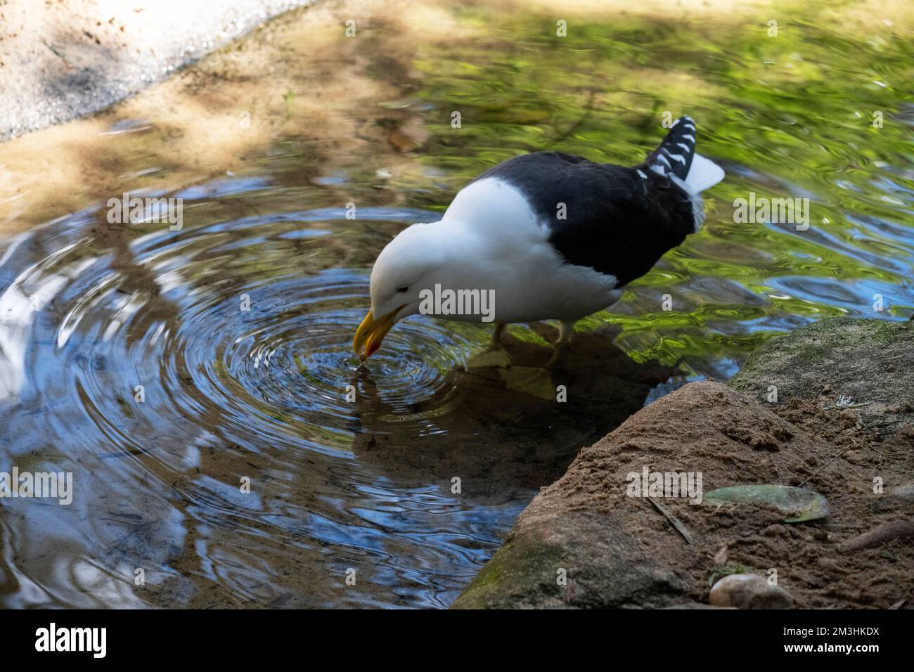 Kelp Gull (Larus dominicanus) drinking water in Sydney, NSW, Australia ...