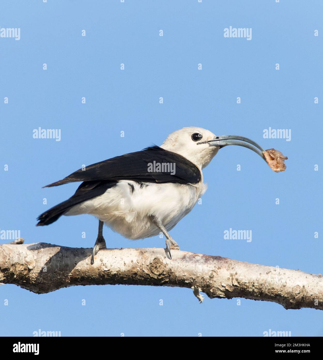 Sickle billed bird hi-res stock photography and images - Alamy