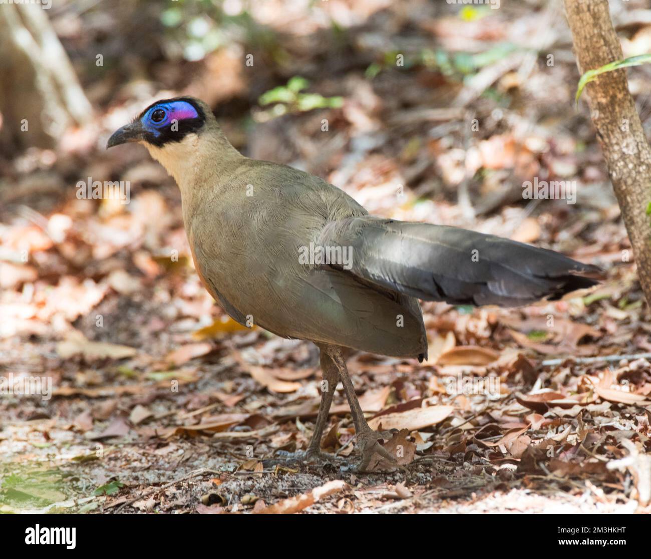 Grote Coua; Giant Coua (Coua gigas) endemic species from Madagascar ...