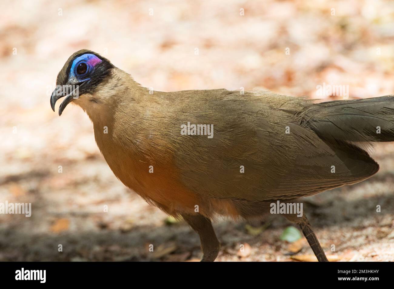Grote Coua; Giant Coua (Coua gigas) endemic species from Madagascar ...