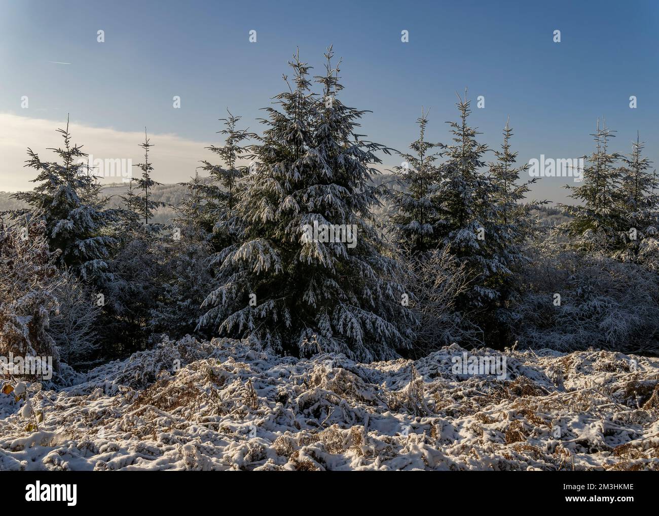 Mortimer Forest, Ludlow, Shropshire, England. December 2022 after snow ...