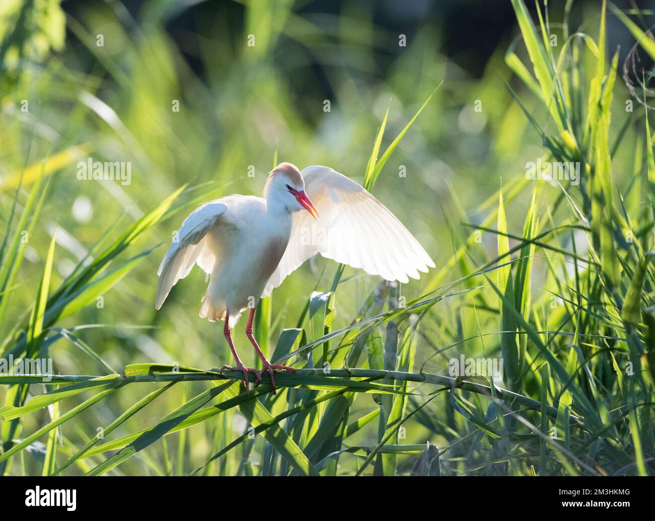 Koereiger landend bij broedkolonie in Madagaskar; Cattle Egret ...
