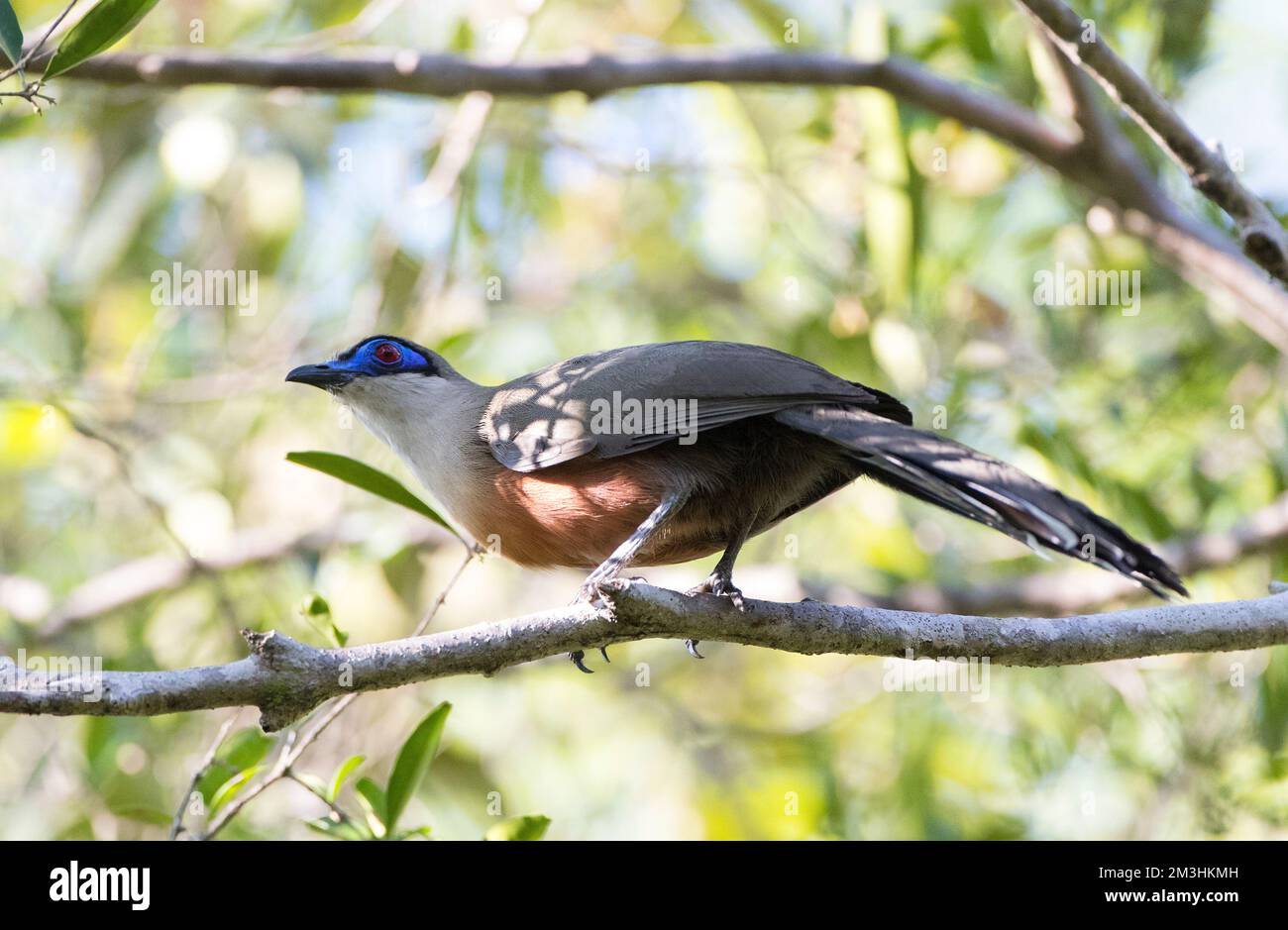 Endemische Coquerels Coua op Madagaskar; Endemic Coquerel's Coua (Coua ...