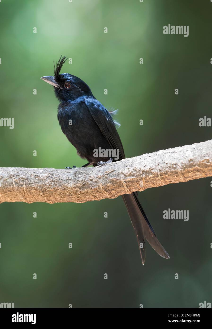 Kuifdrongo, algemene soort van Madagaskar; Crested Drongo (Dicrurus ...