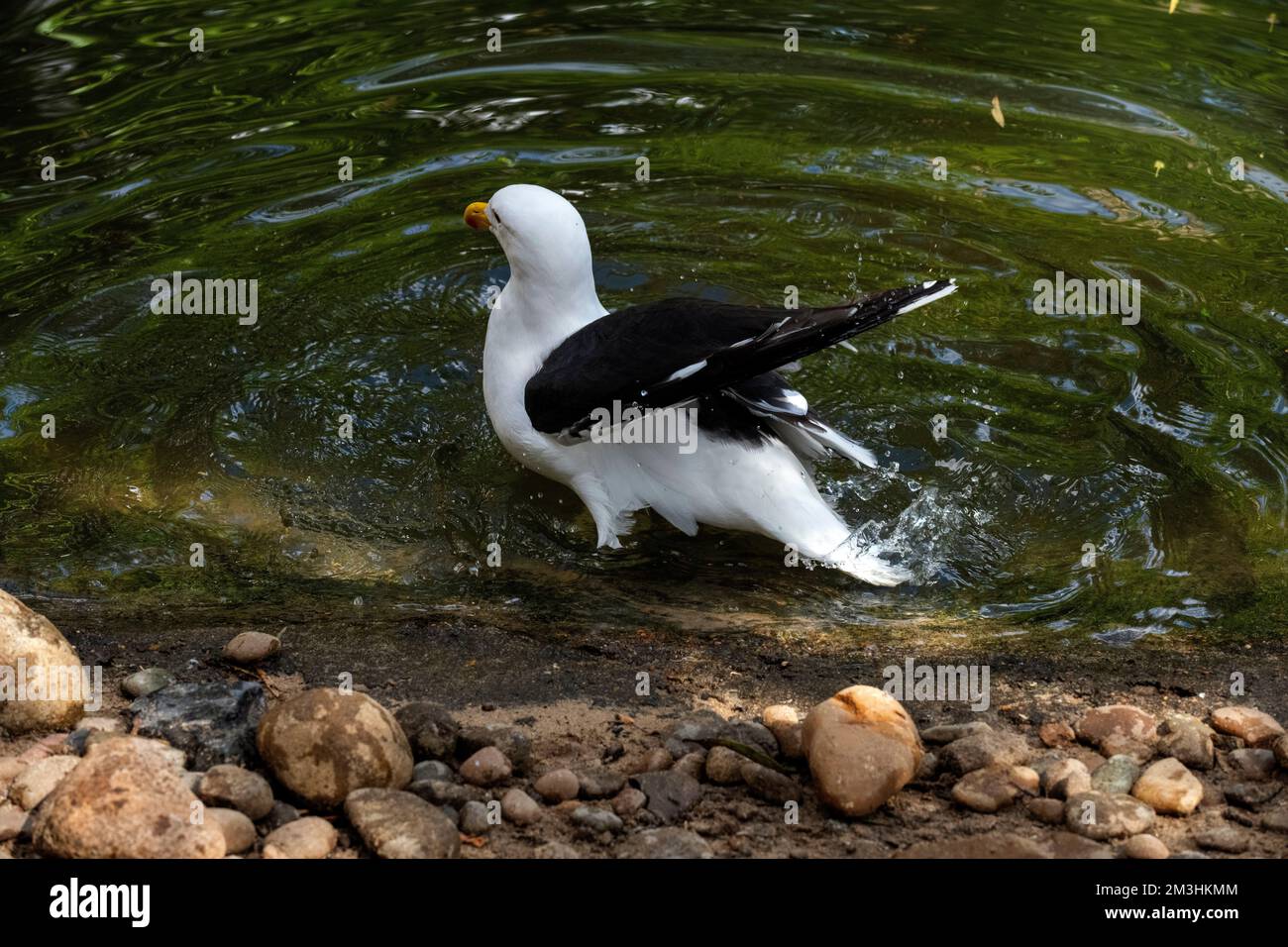 Kelp Gull (Larus dominicanus) splashing water in Sydney, NSW, Australia ...