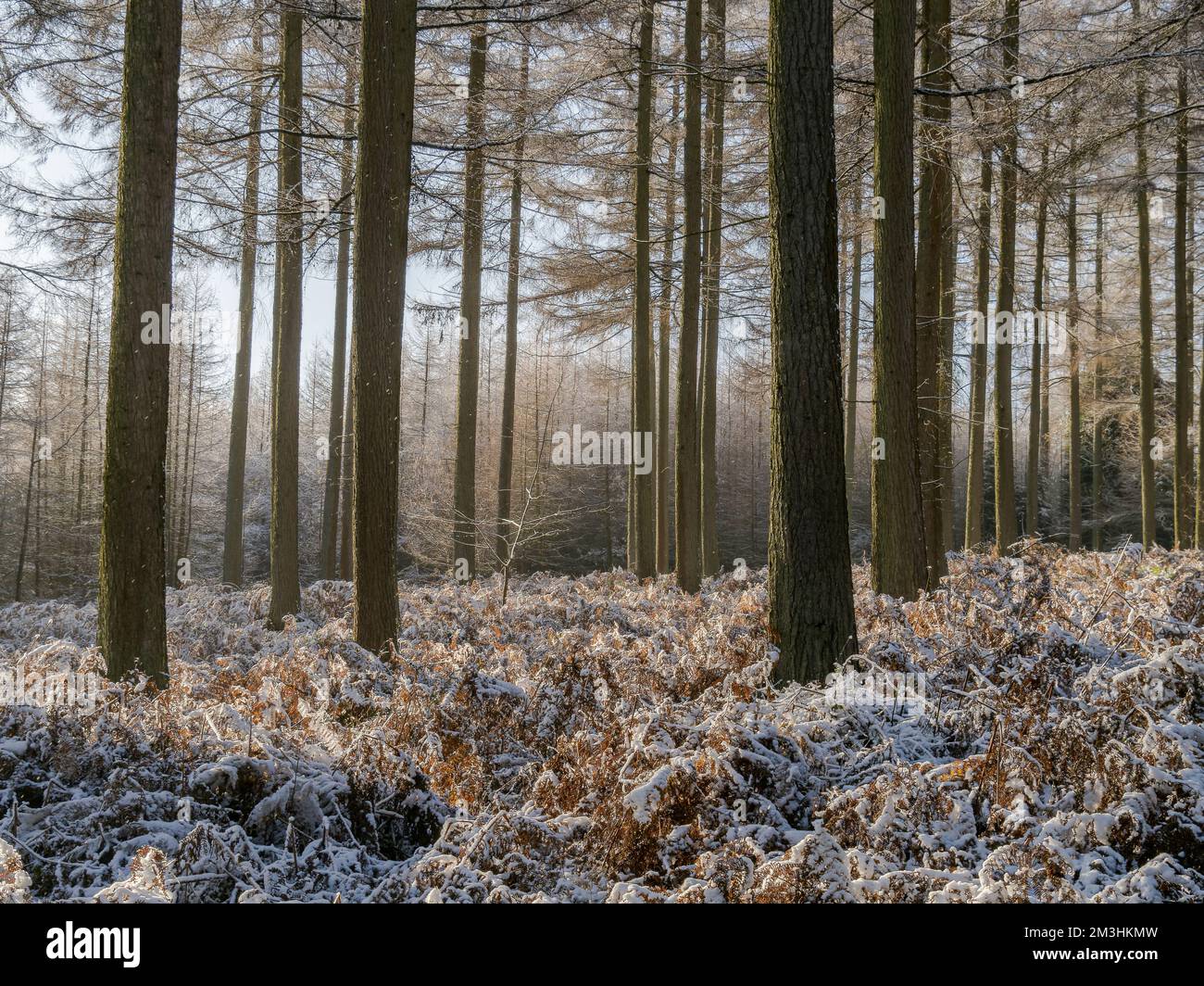 Mortimer Forest, Ludlow, Shropshire, England. December 2022 after snow ...