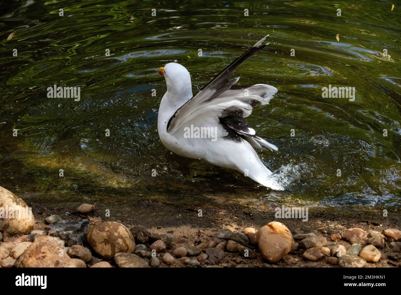 Kelp Gull (Larus dominicanus) splashing water in Sydney, NSW, Australia ...