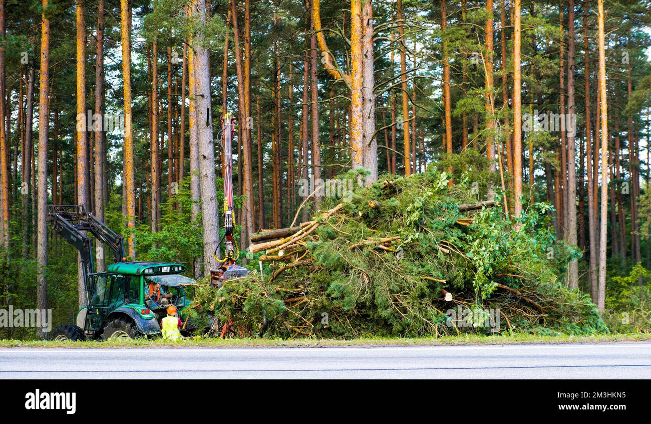 Tractor near road removes a sawn trees. Heavy equipment Stock Photo - Alamy