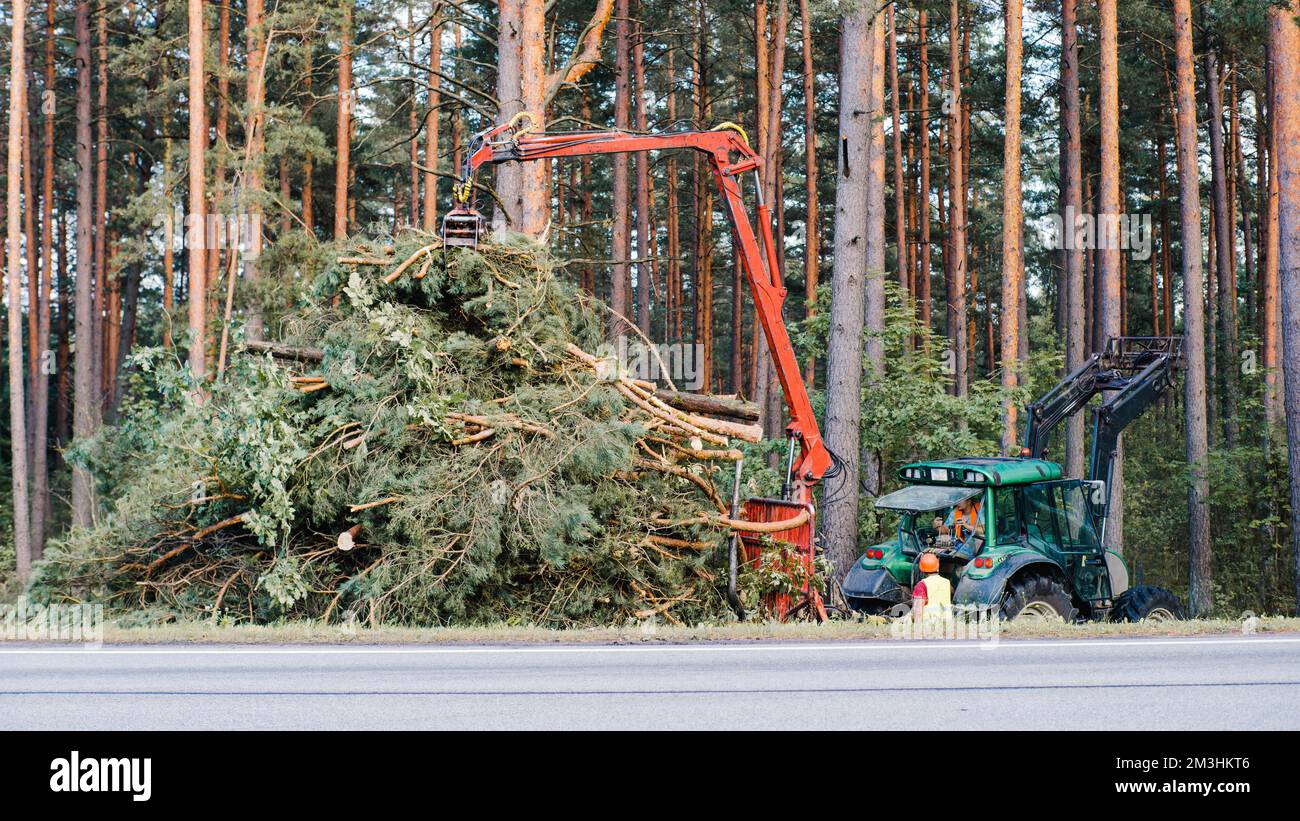 Sawn trees hi-res stock photography and images - Alamy