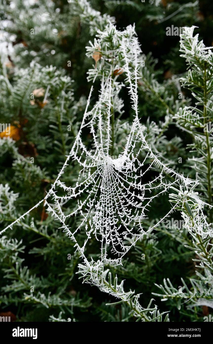 Giant Spider Web Frozen