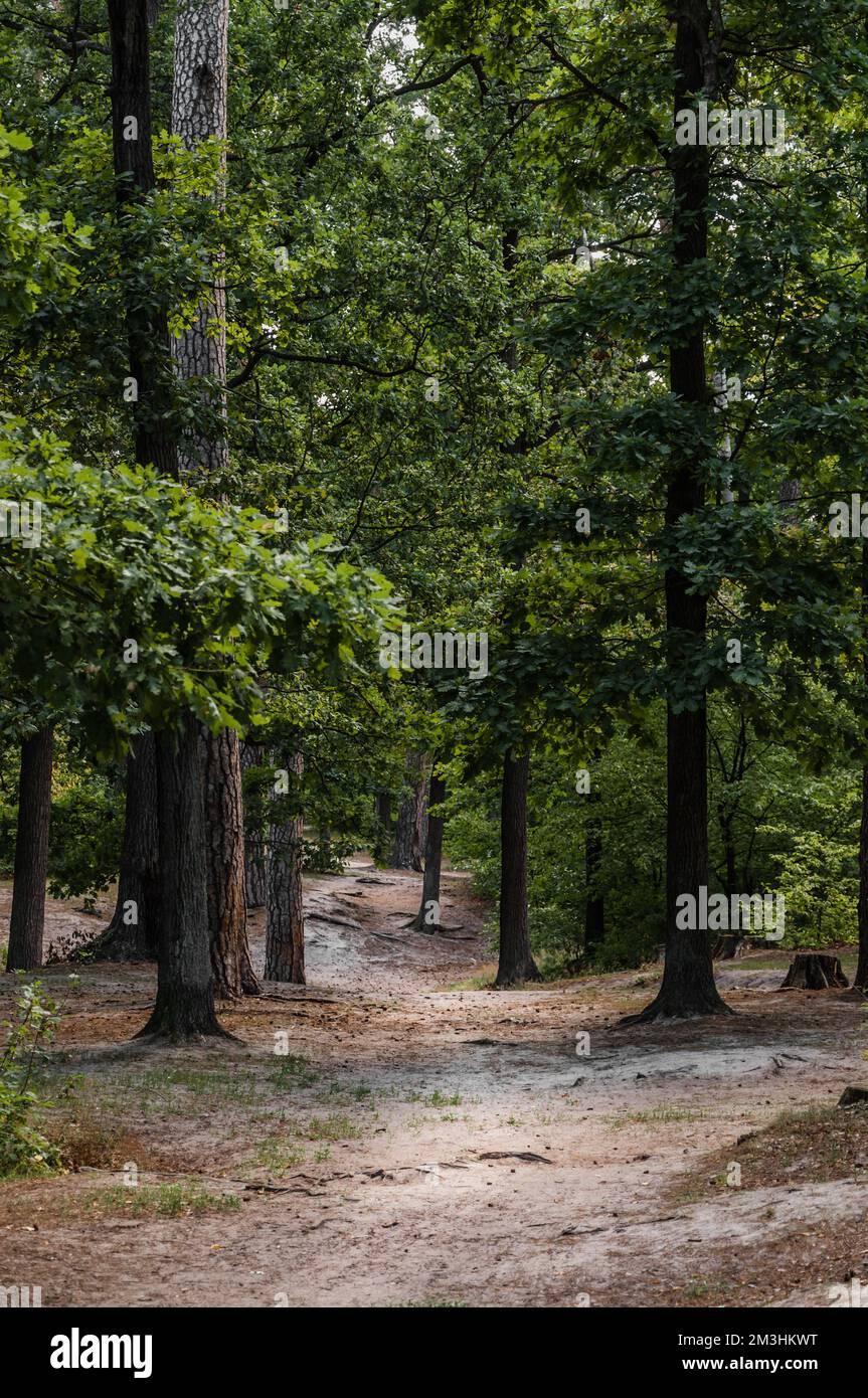 Big thicket hi-res stock photography and images - Alamy