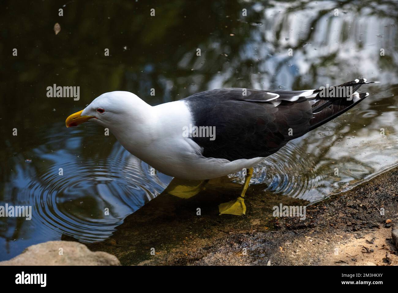 Kelp Gull (Larus dominicanus) drinking water in Sydney, NSW, Australia ...