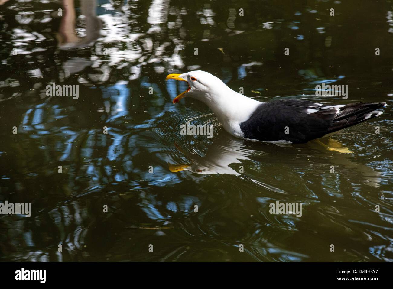 Kelp Gull (Larus dominicanus) calling with open beak in Sydney, NSW ...