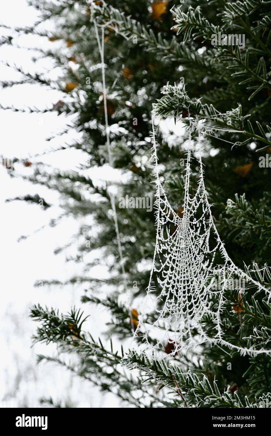 A frosty spiderweb: cobweb covered in white icicles from a heavy hoar ...