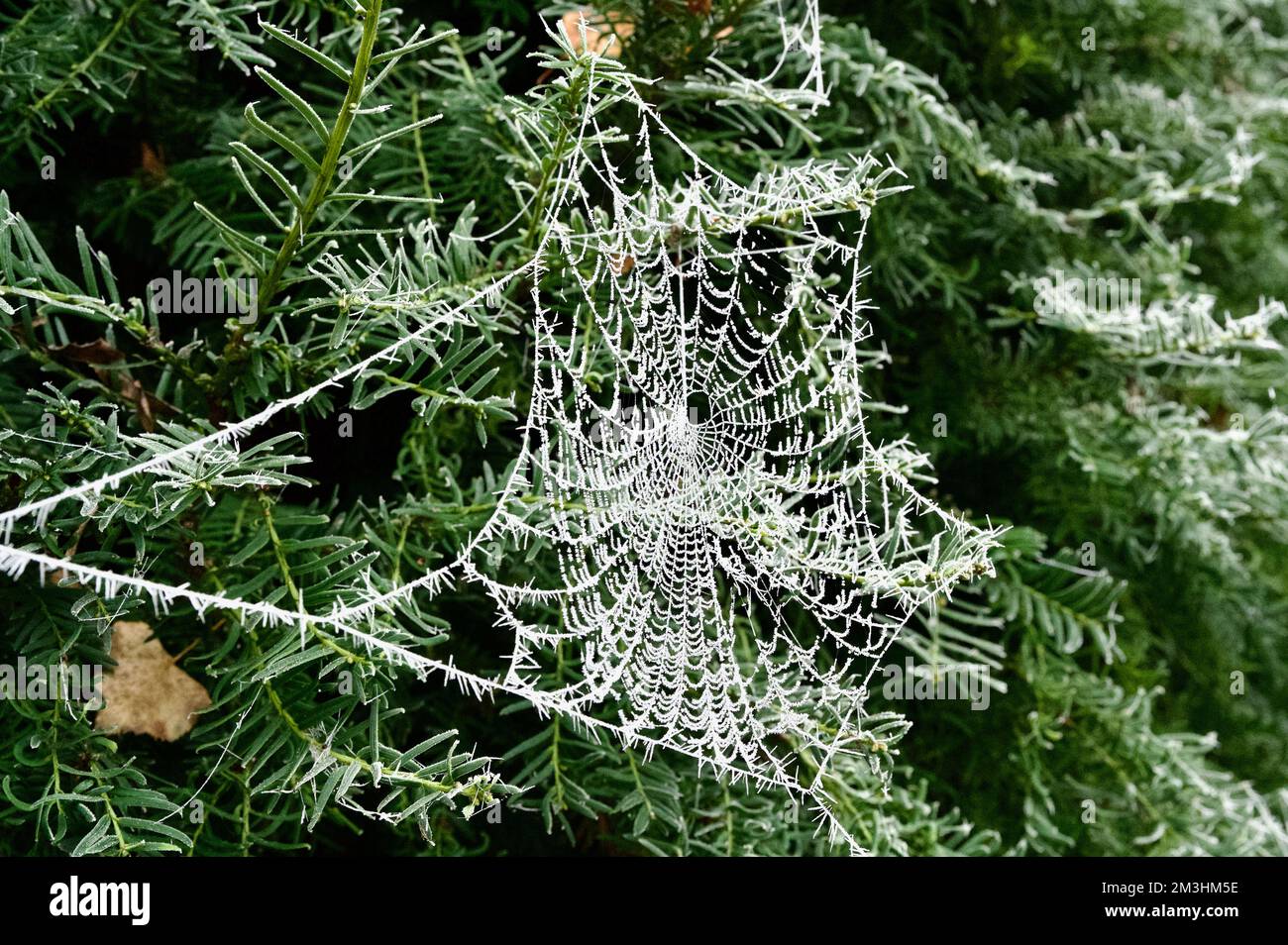 A frosty spiderweb: cobweb covered in white icicles from a heavy hoar ...