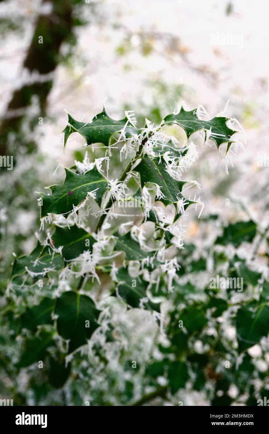 Dark green spiky holly leaves (ilex) on a festive bush, covered in fine ...