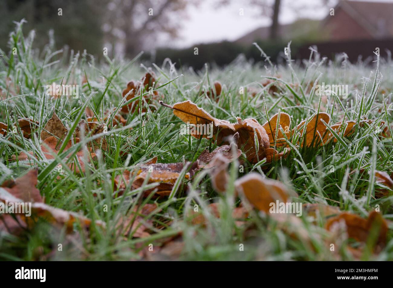 Crisp brown oak leaves, fallen in autumn, lying in a frost covered lawn ...